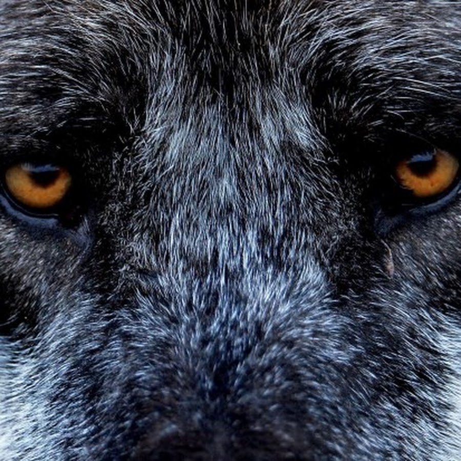 Wolfs Bite - YouTube