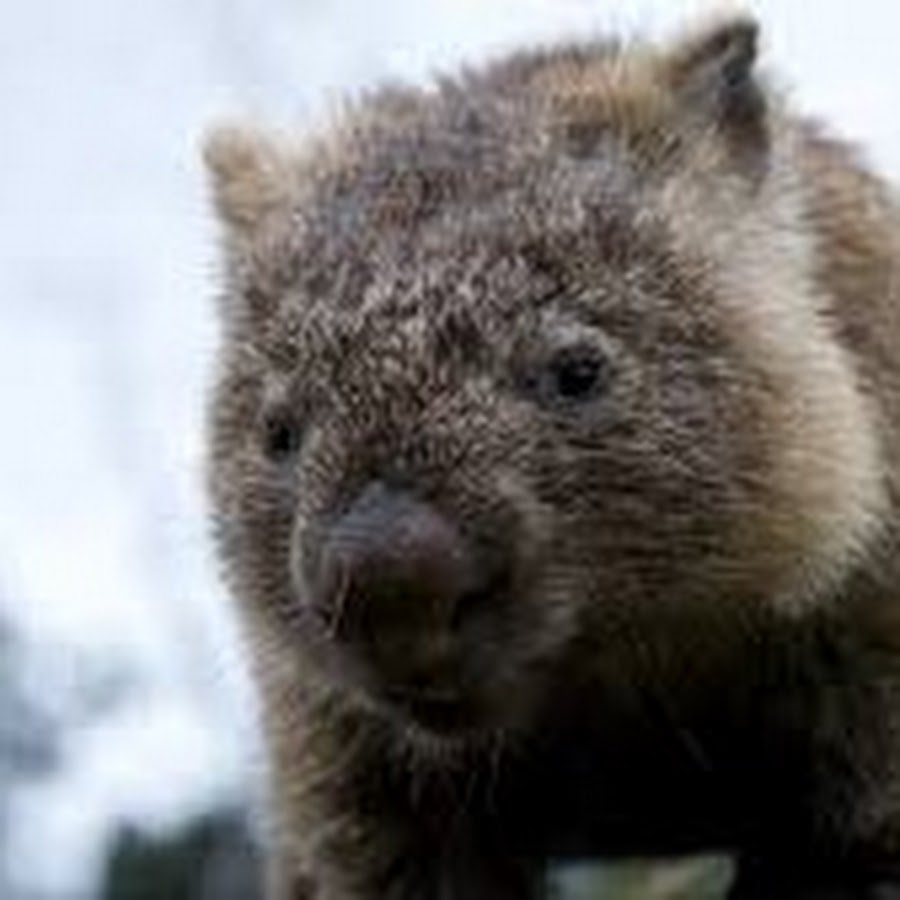 A Cool Wombat - YouTube