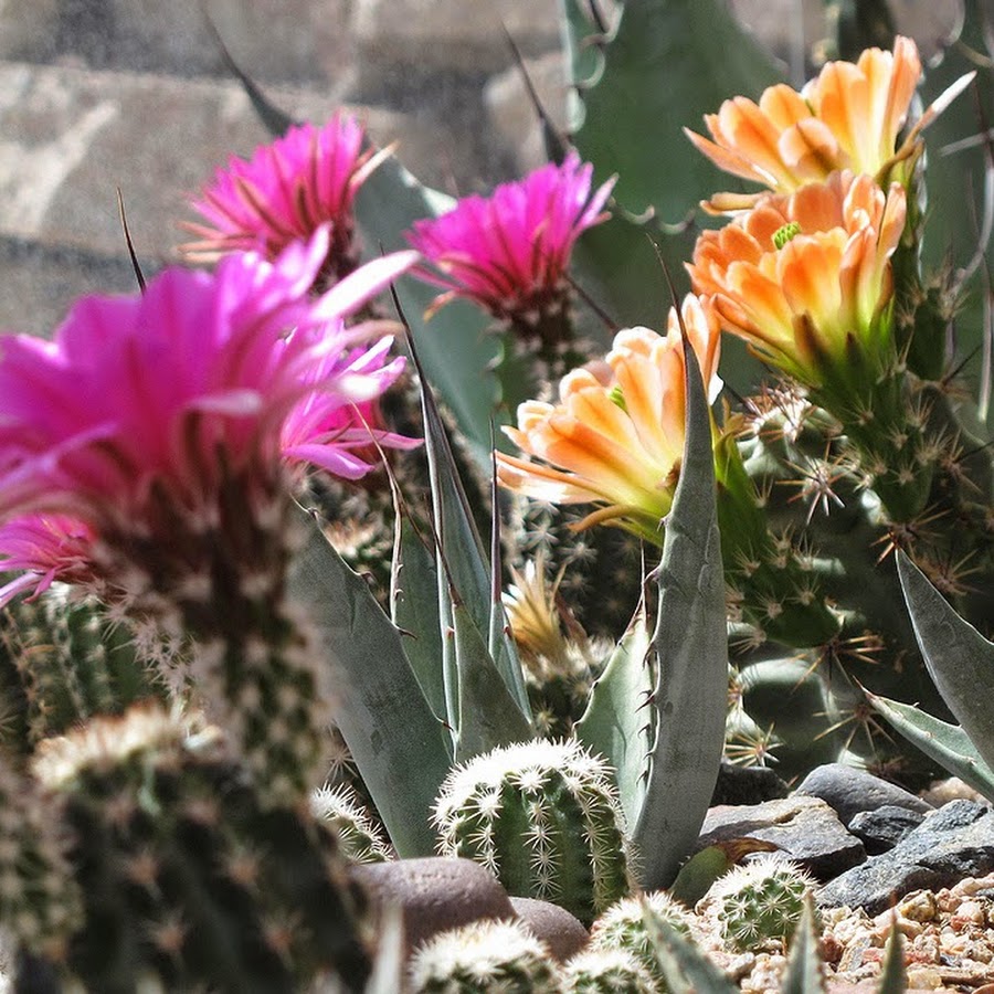 Cold Hardy Cactus Time Lapse - YouTube