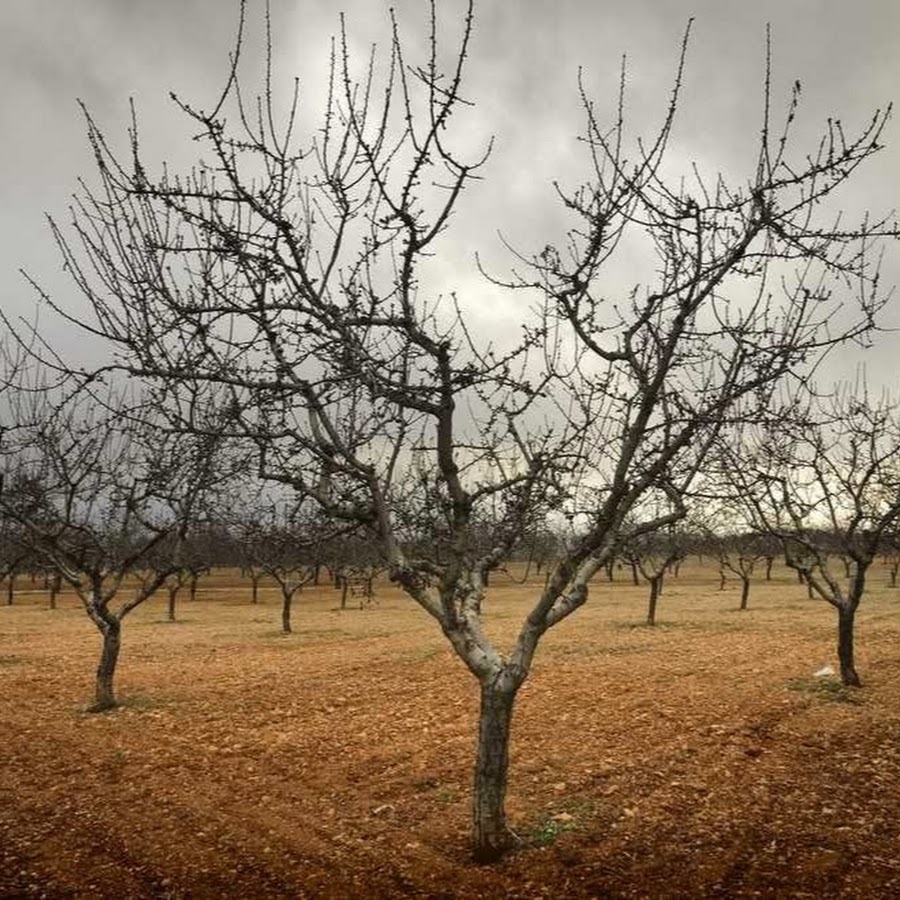 The Fruitless Tree Farm - YouTube