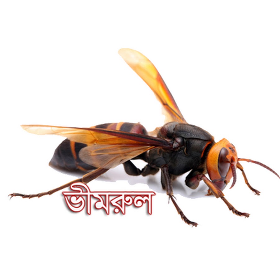 ভীমরুল । Vimrul - YouTube