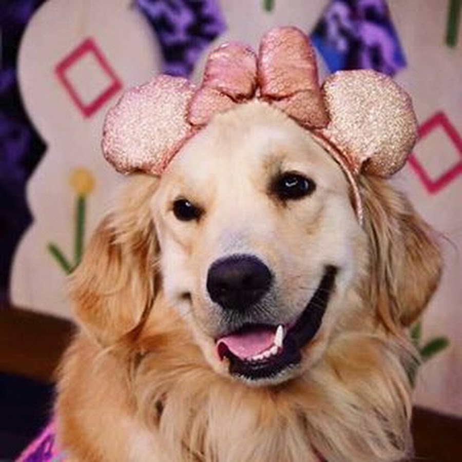 Helper Dog Nala - YouTube
