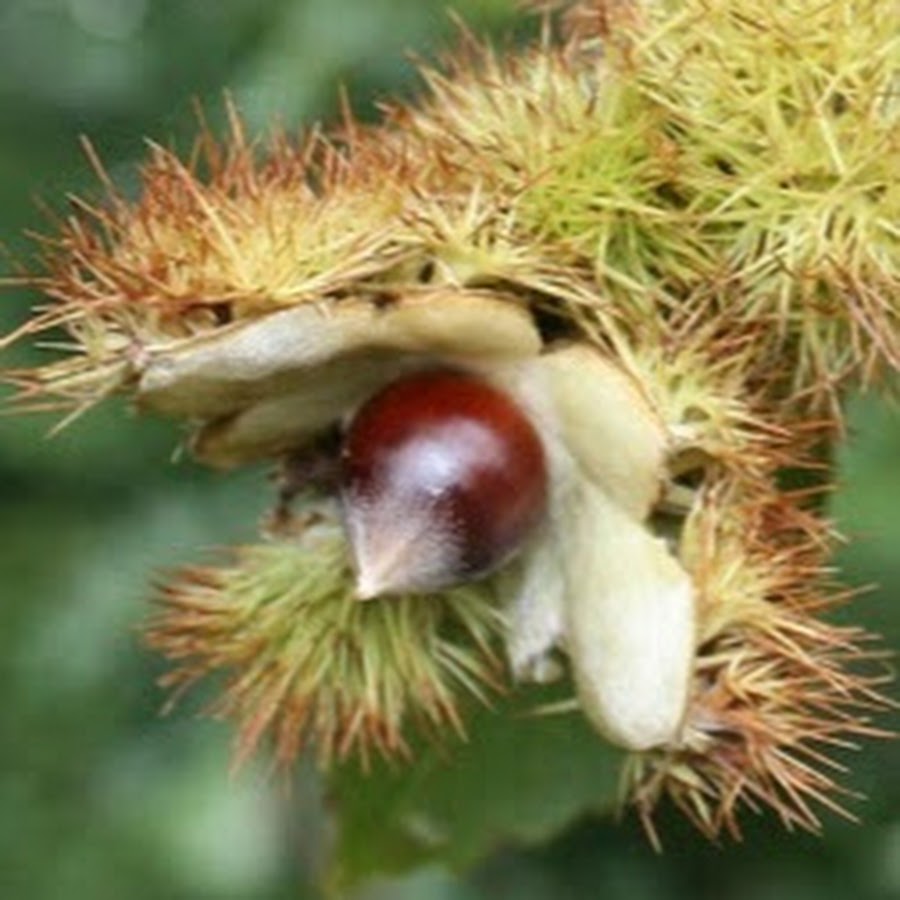 Ozark Chinquapin Foundation - YouTube