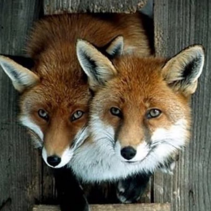 The Two Foxes - YouTube