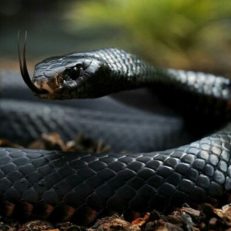 crna mamba - YouTube