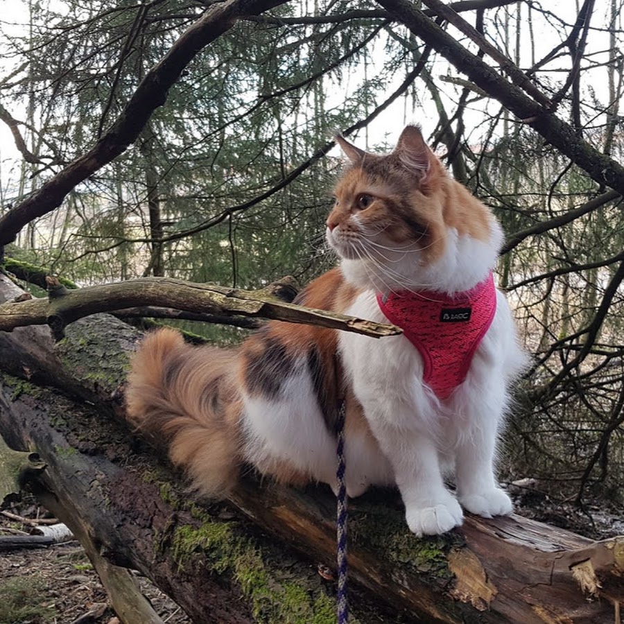 The Explorer Cat - YouTube