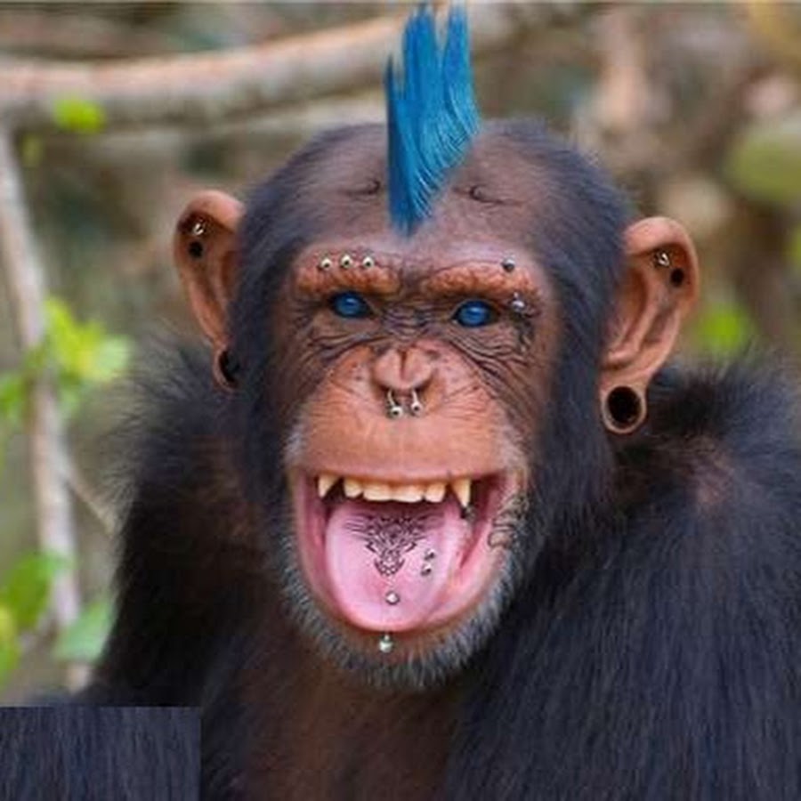 Macaco Loco De pó - YouTube