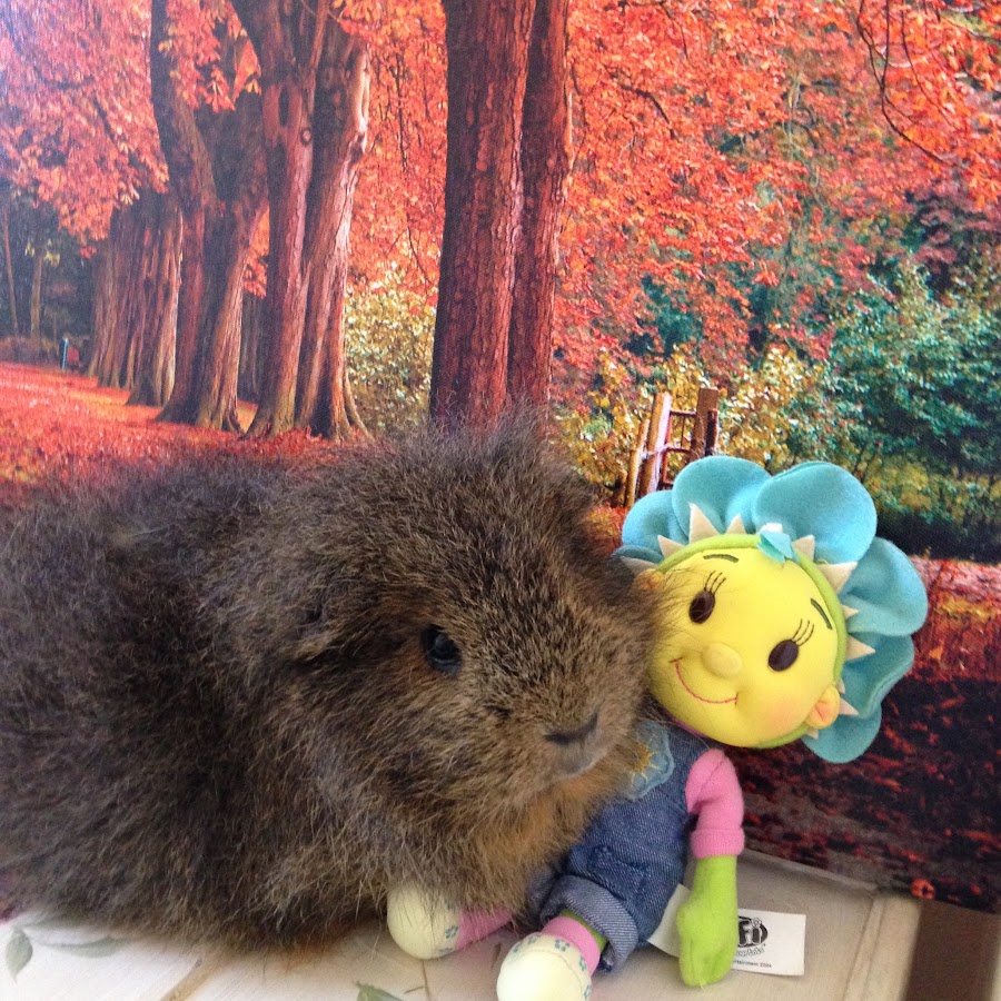 Higgles Piggles - YouTube