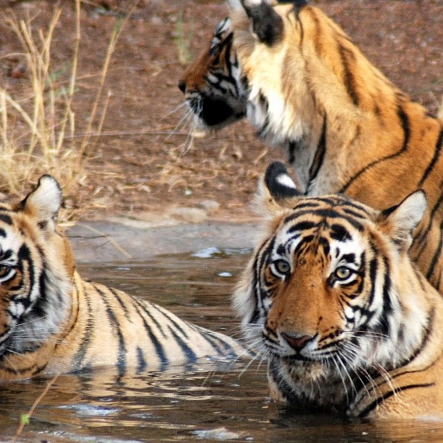 Wildlife Documentary HD YouTube