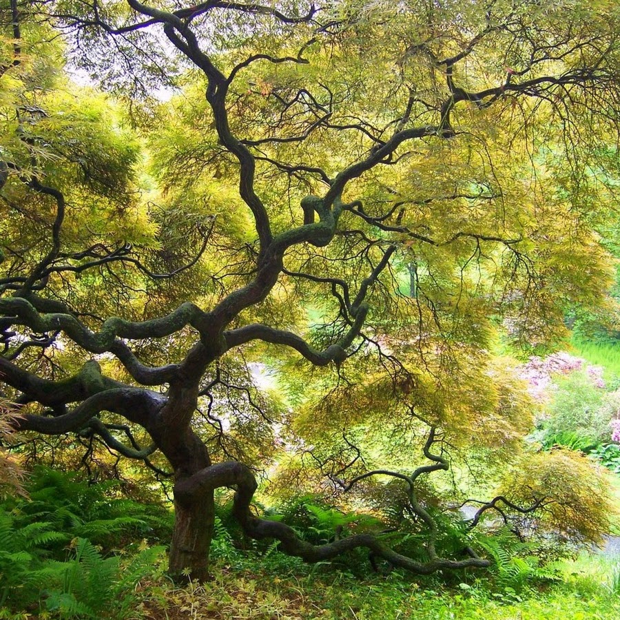 Tree of Avalon - YouTube