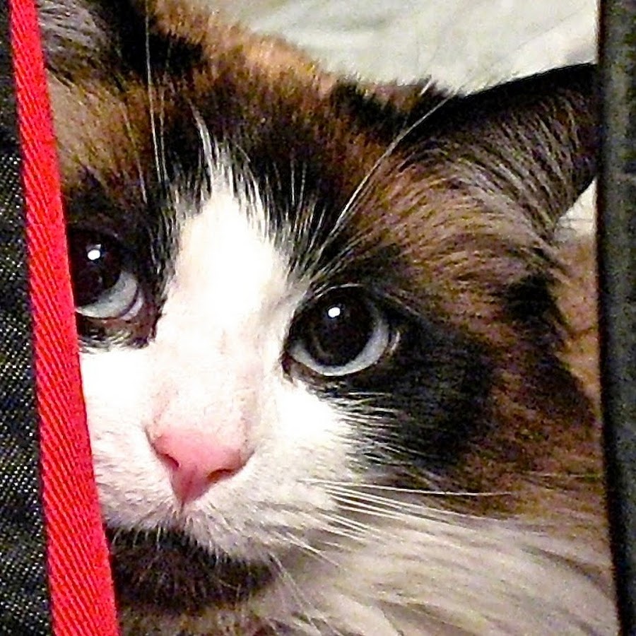 Snuffy's Cat Productions - YouTube