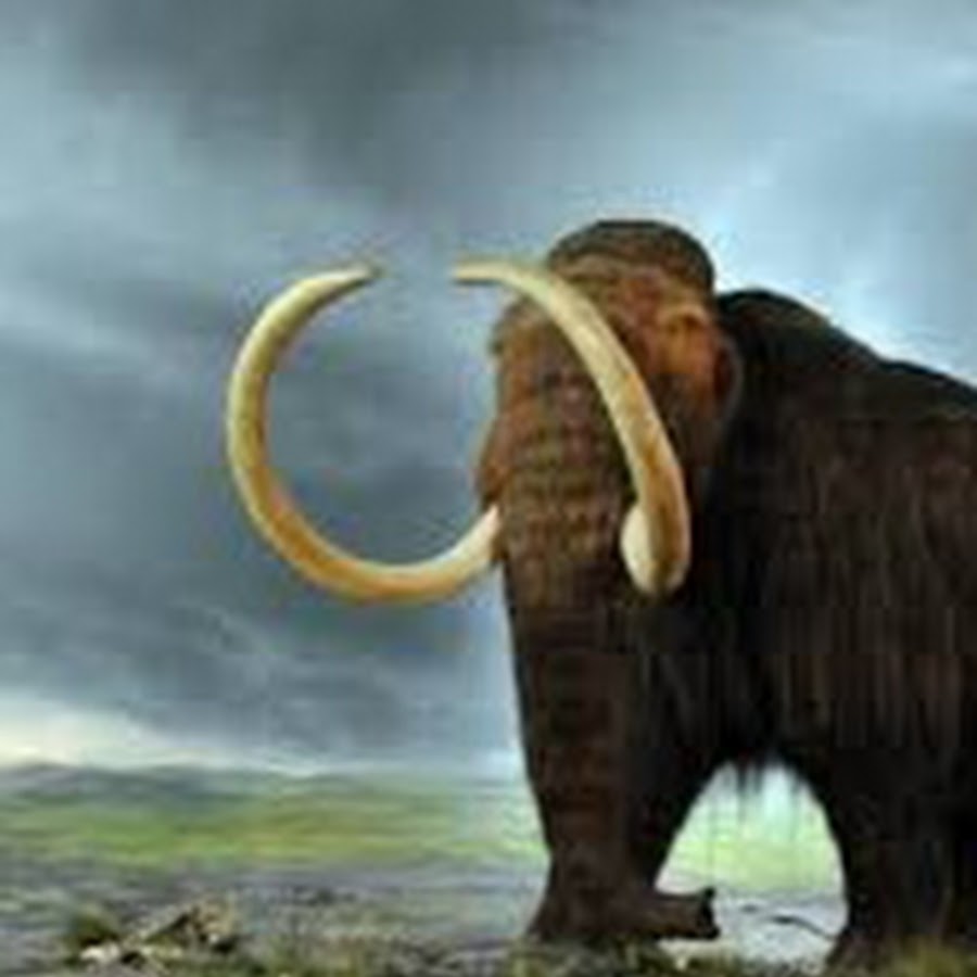 # Team Mamouth - YouTube