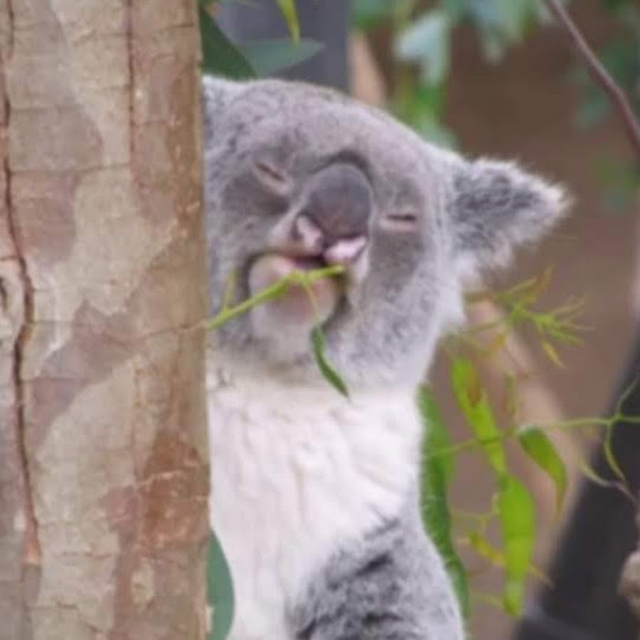 Baked Koala - YouTube