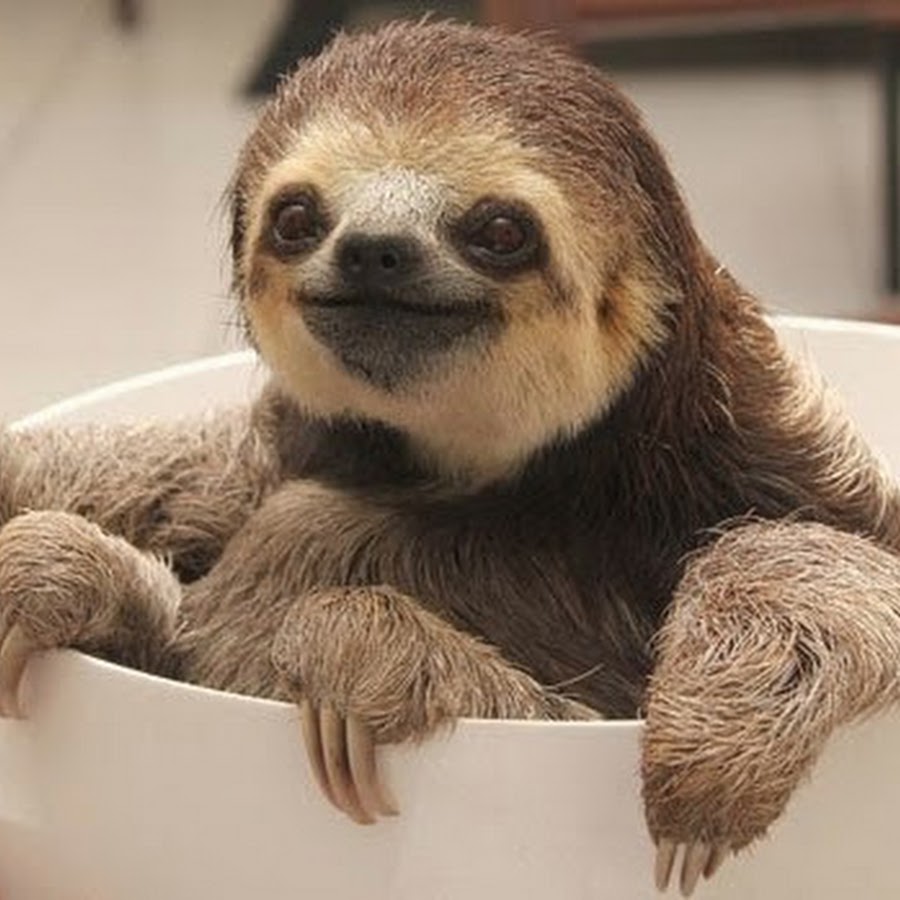 Sloth in a bowl - YouTube