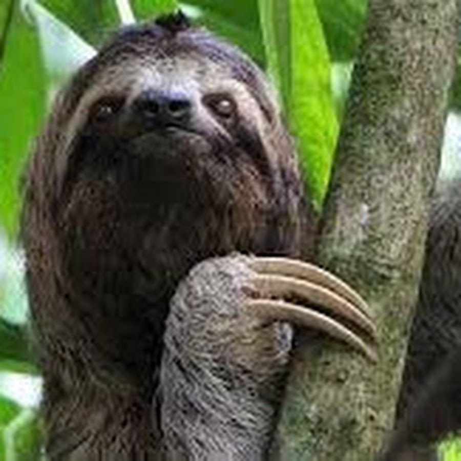 Sloth Man 525 - YouTube