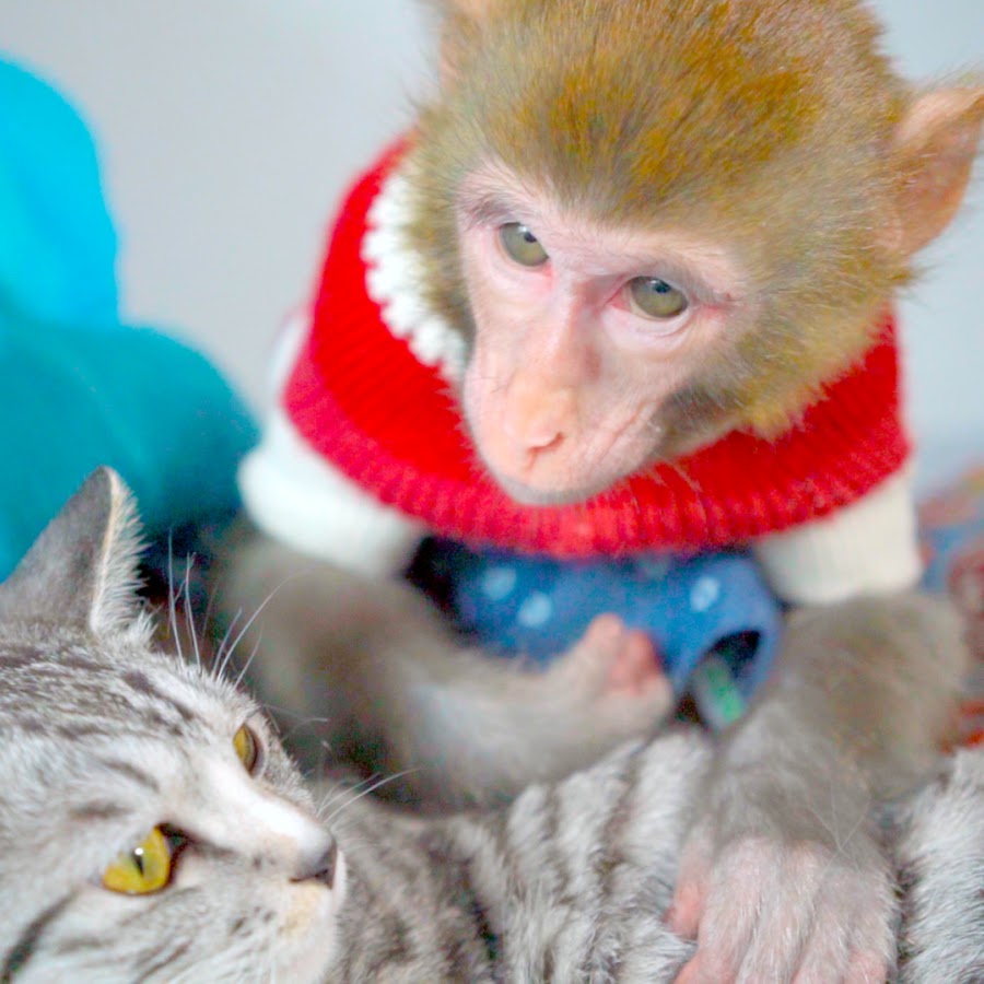 Monkey coco - YouTube