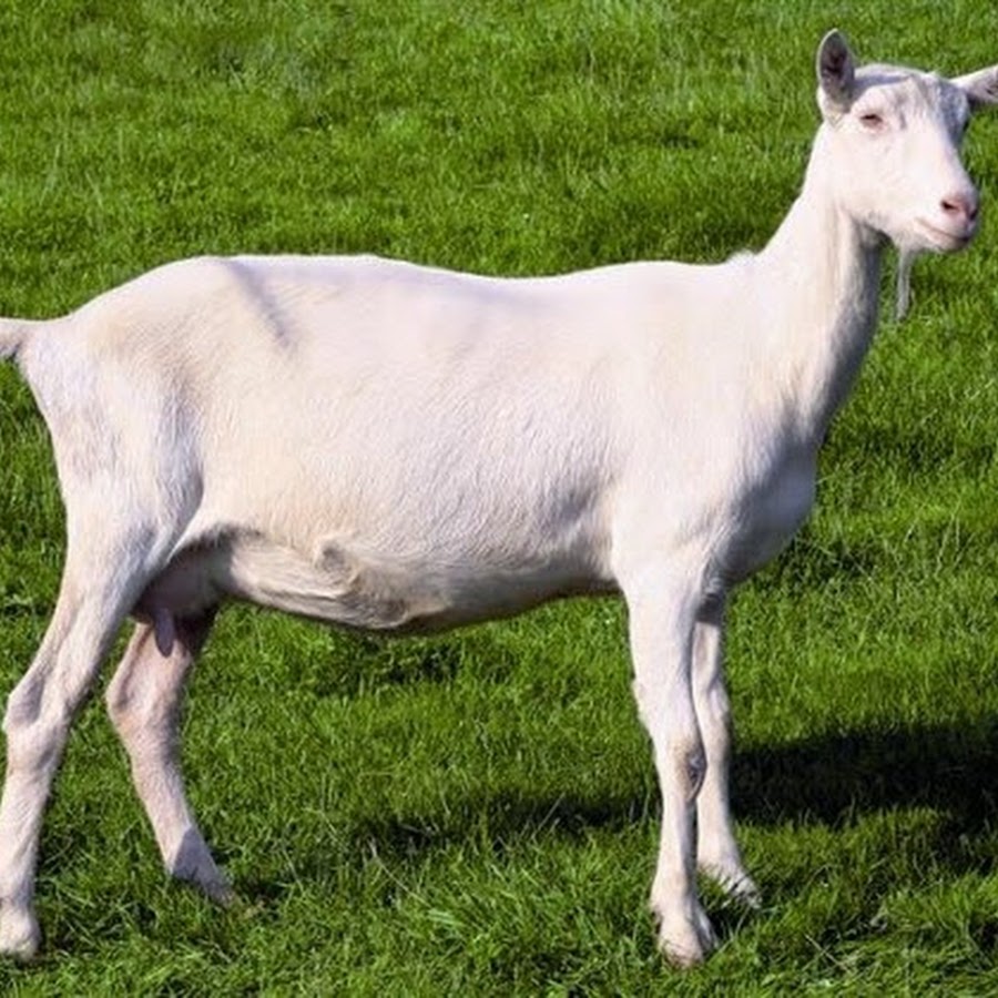 Capre Saanen - YouTube