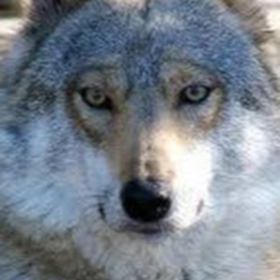 Vienisas Vilkas - YouTube