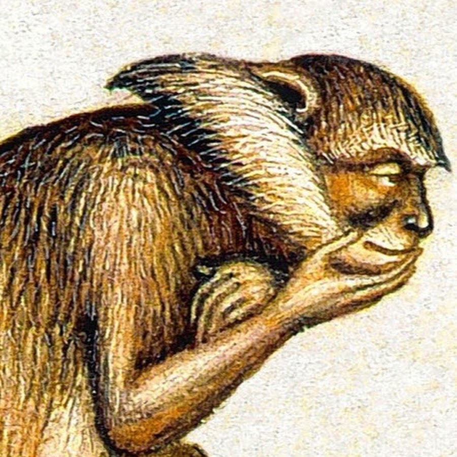 Philosophy Monkeys - YouTube
