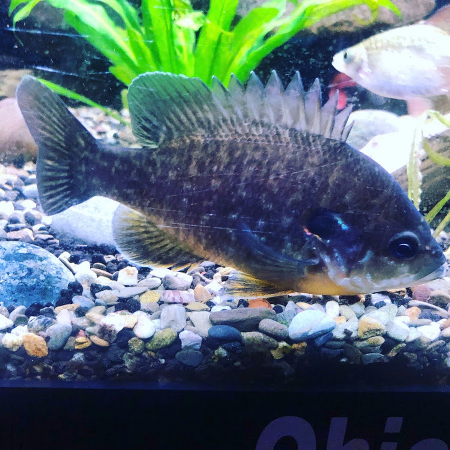 Bearded Fish Keeper - YouTube