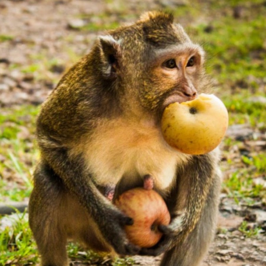 Wildlife Explorer - YouTube