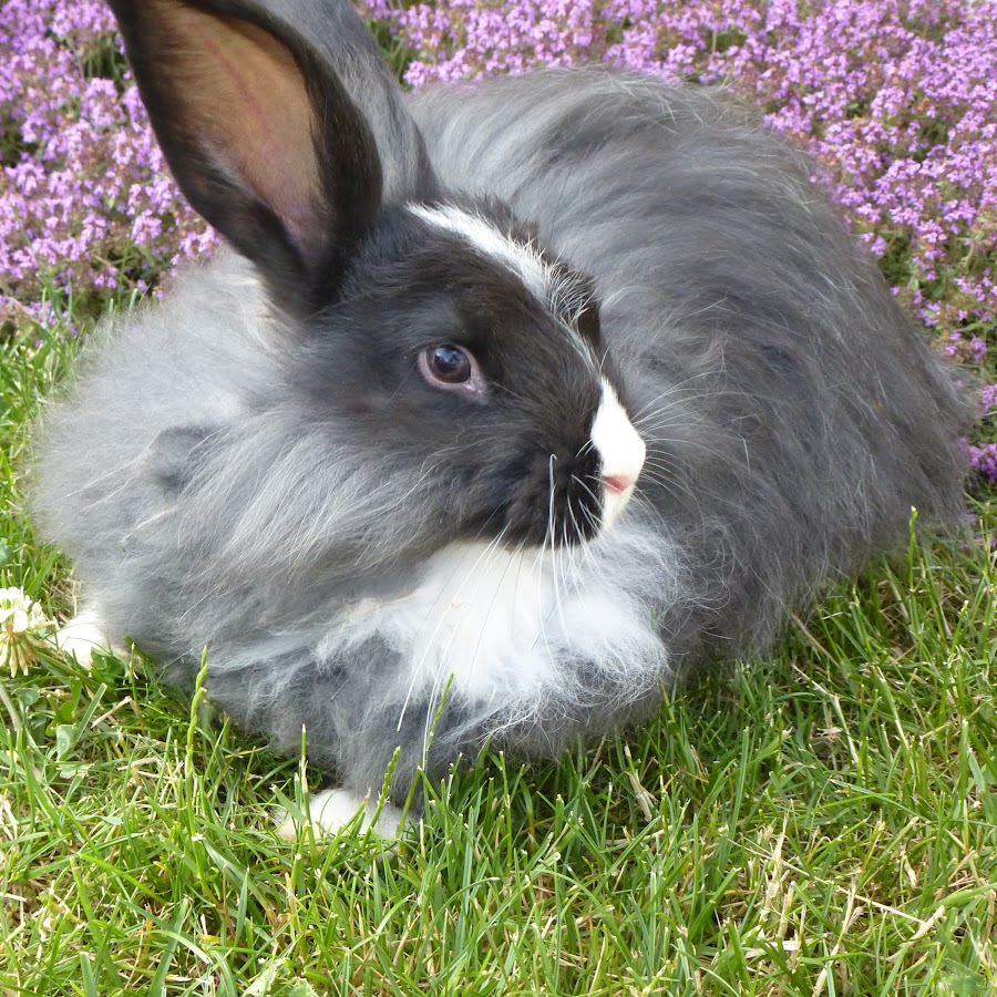 Angorakaninchen von der Wolkenwolle - YouTube