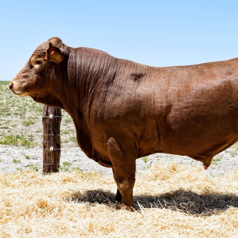 Raven Limousin & Lim-Flex Cattle - YouTube