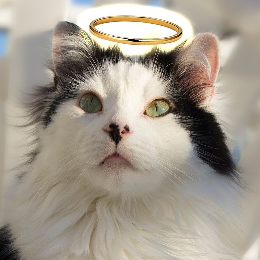 The Oreo Cat - YouTube