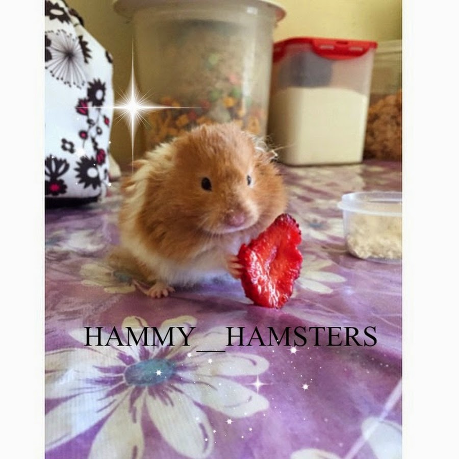 Hammy Hamster - YouTube