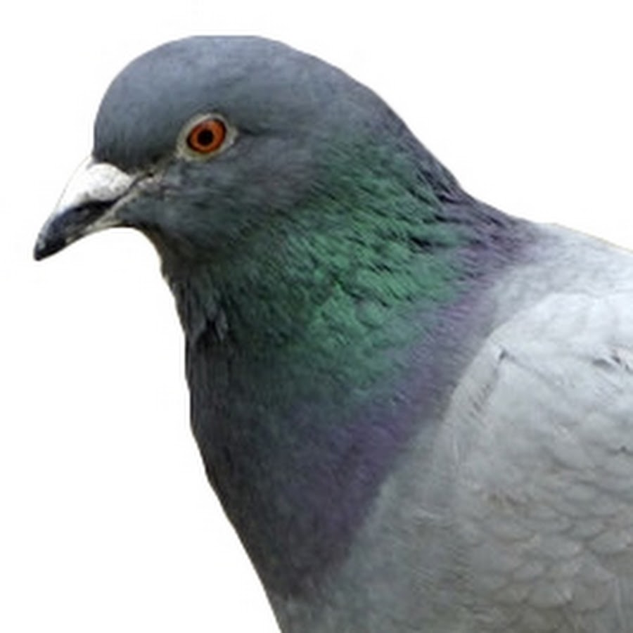 Pigeon God - YouTube