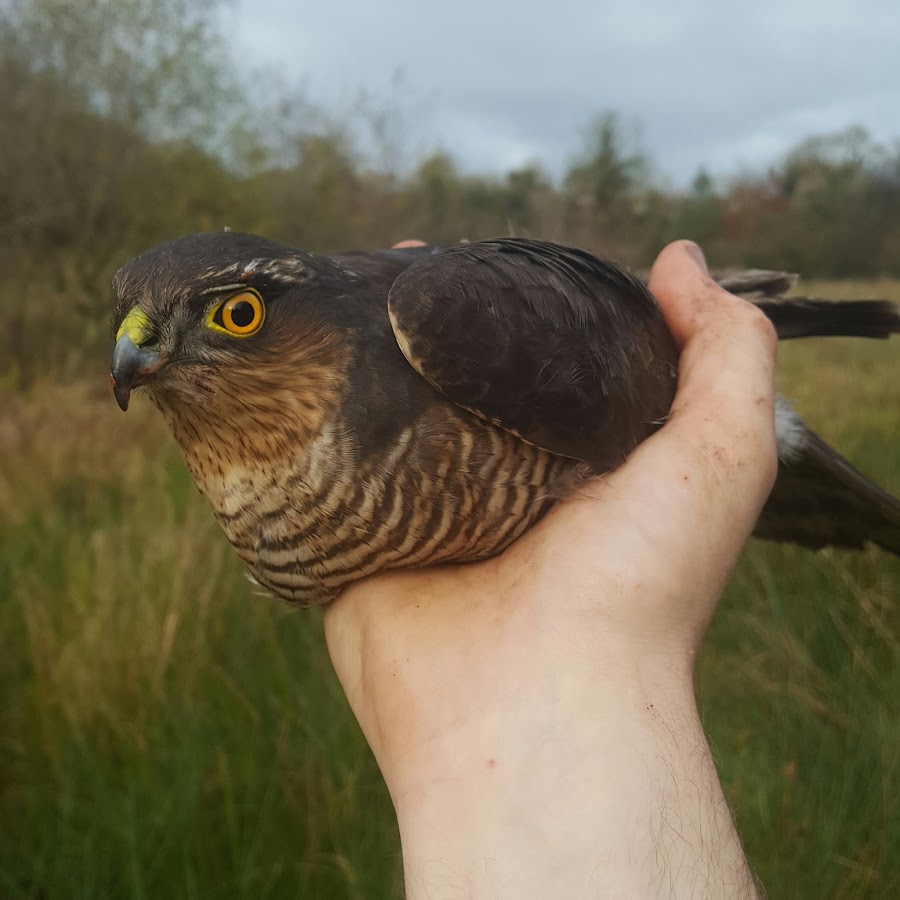 Irish sparrowhawk - YouTube