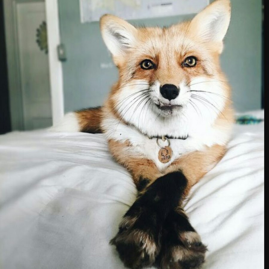 Box for fox - YouTube