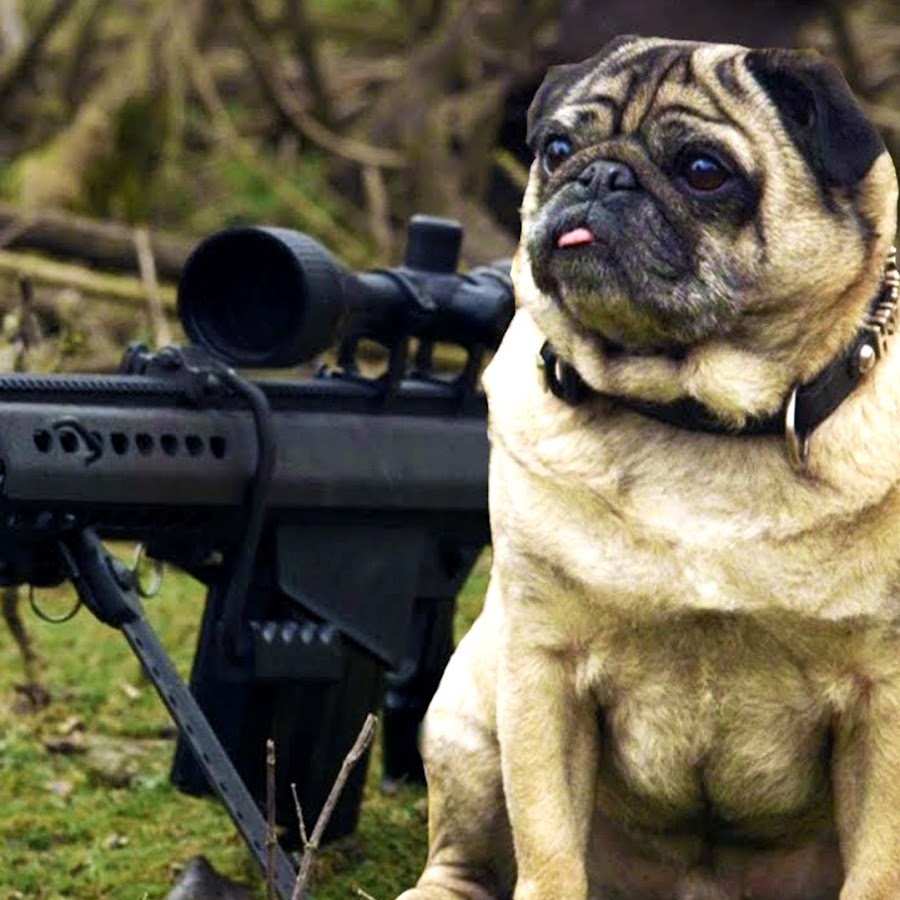 Sniper pug Bro - YouTube