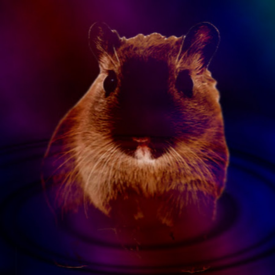 The Gerbil - YouTube