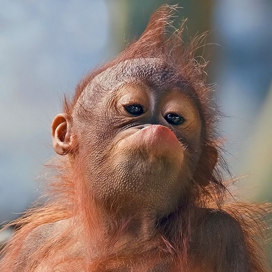 Charlie Springer - YouTube