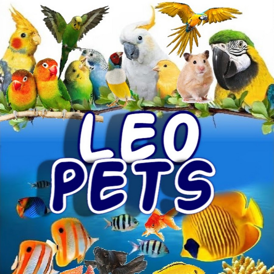 LEO PETS - YouTube