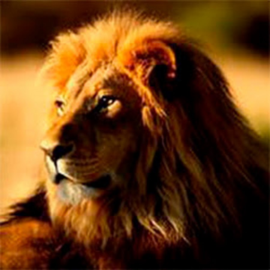 Lev - YouTube