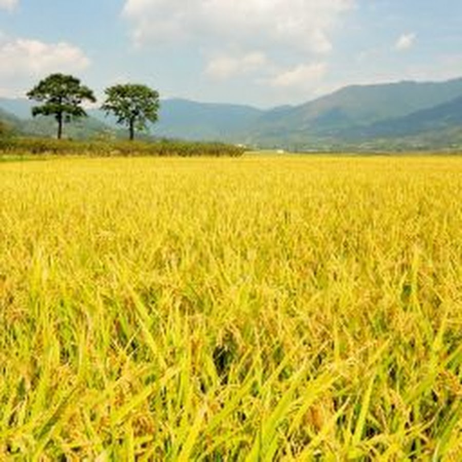 golden field황금들녁 - YouTube