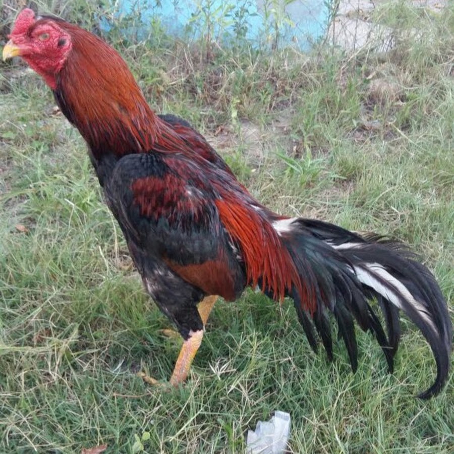 Gallos de riña en Argentina, Basil y más! - YouTube