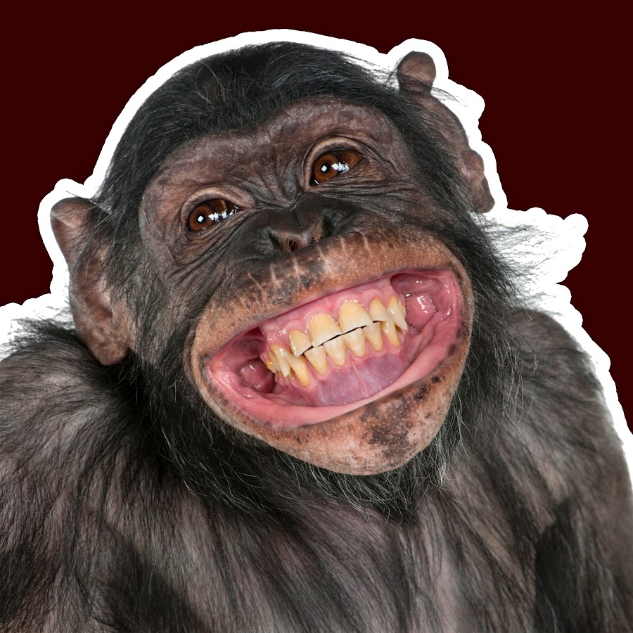 Risas Y Monos - YouTube