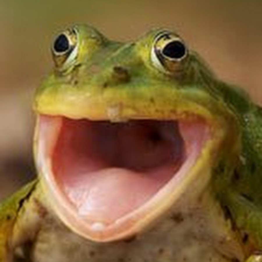 Dumpy Frog - YouTube