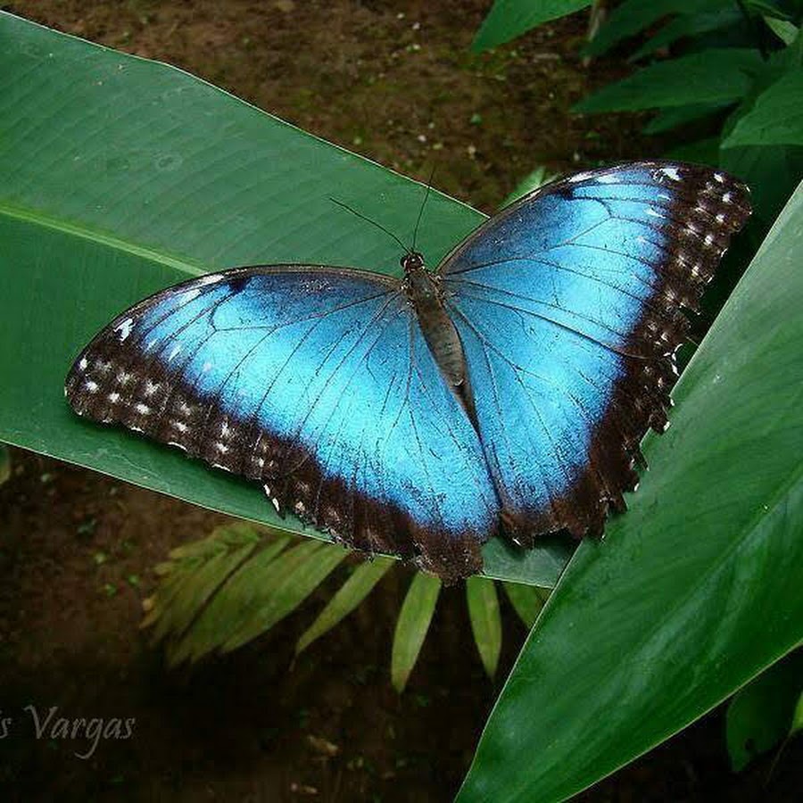 Mariposa del bosque - YouTube