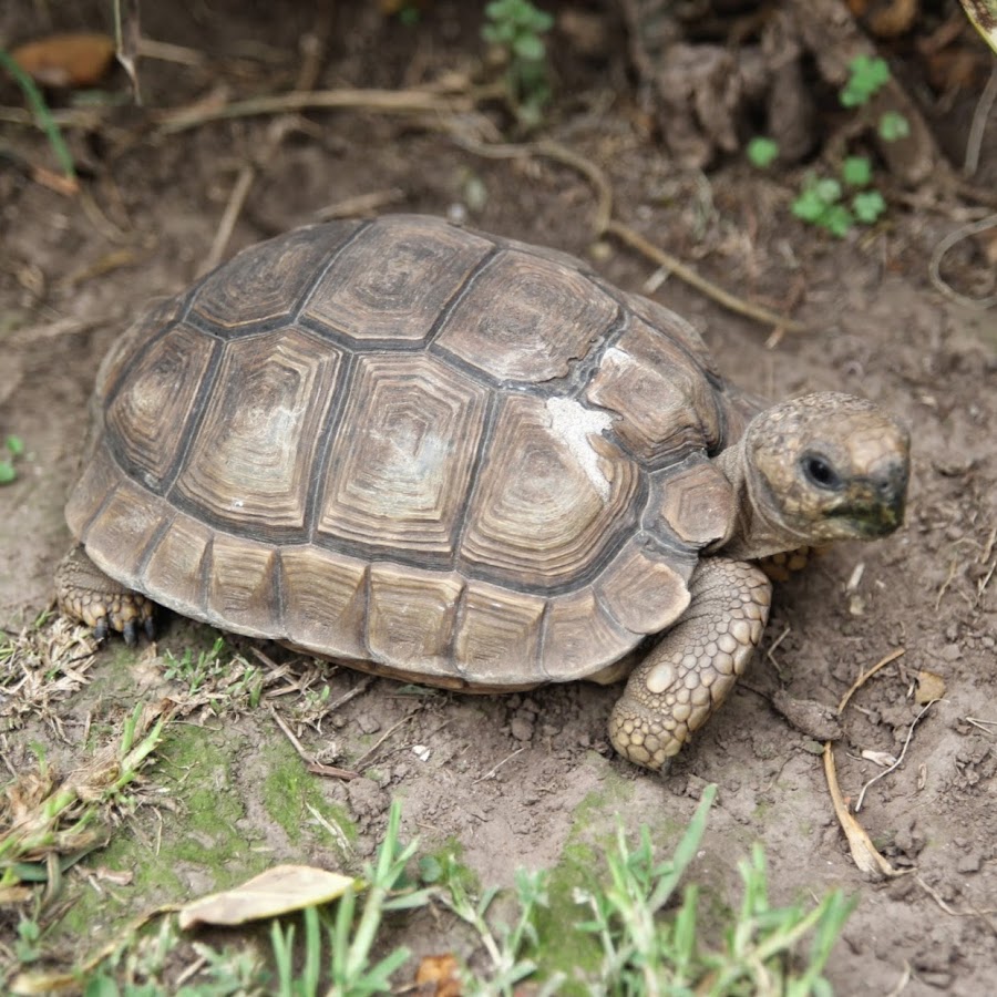 Geochelone Chilensis - YouTube