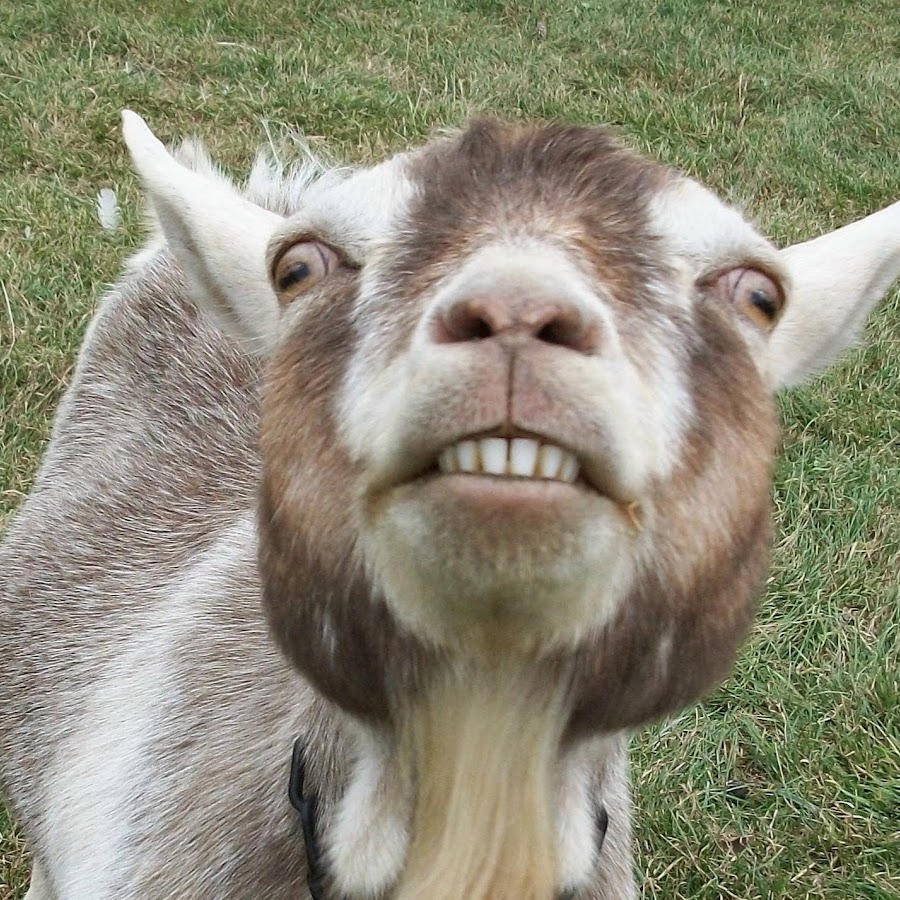 The Angry Goat - YouTube