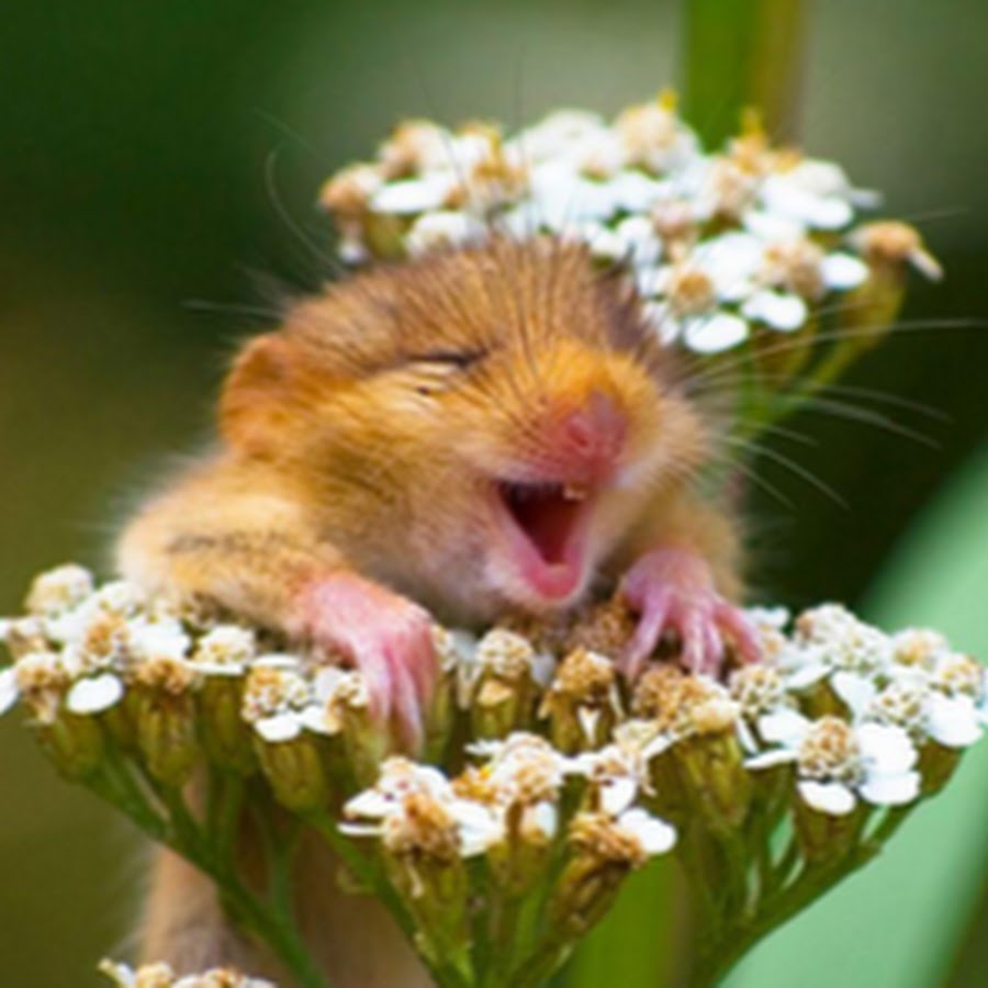 ХомячОК - YouTube