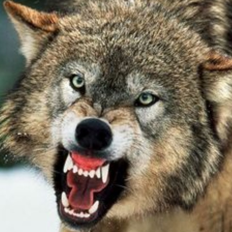 GMS Ravenous Wolf - YouTube