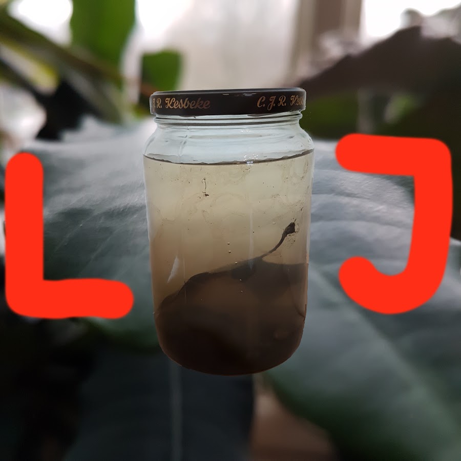 Life in Jars? - YouTube