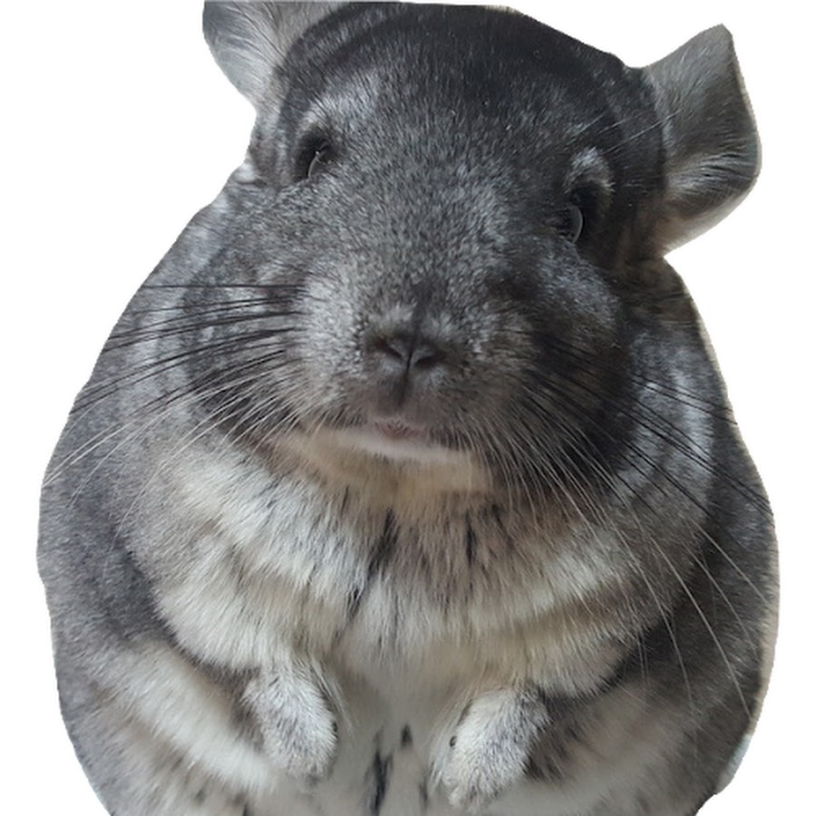 친칠라 팡순이 - YouTube