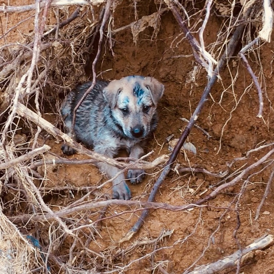 Poor Animals - YouTube