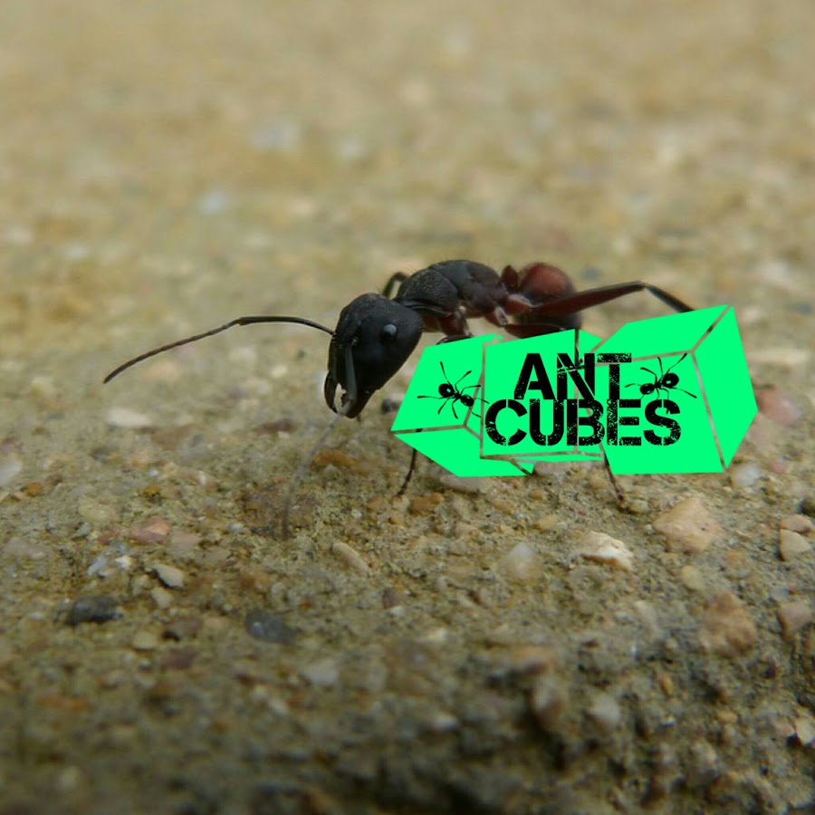 ANT CUBES 3D Printed Ant Formicarium - YouTube